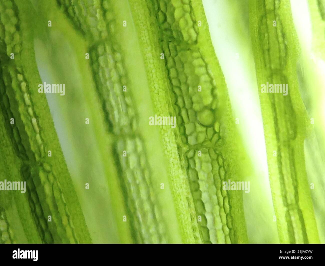 Beautiful zoom microorganism algae cell Stock Photo - Alamy