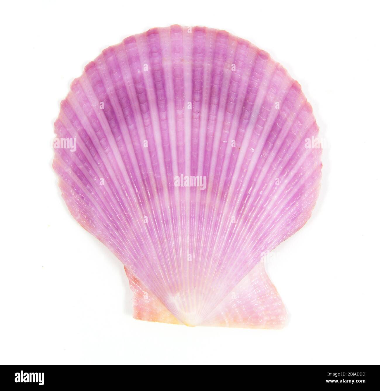 purple shell see pectinidae on the white background Stock Photo - Alamy