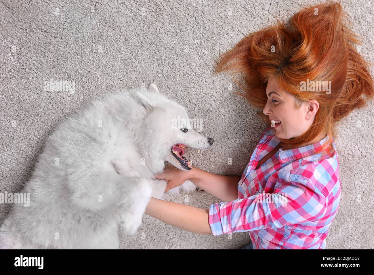 Girl having fun with Samoyed dog on carpet Stock Photo - Alamy
