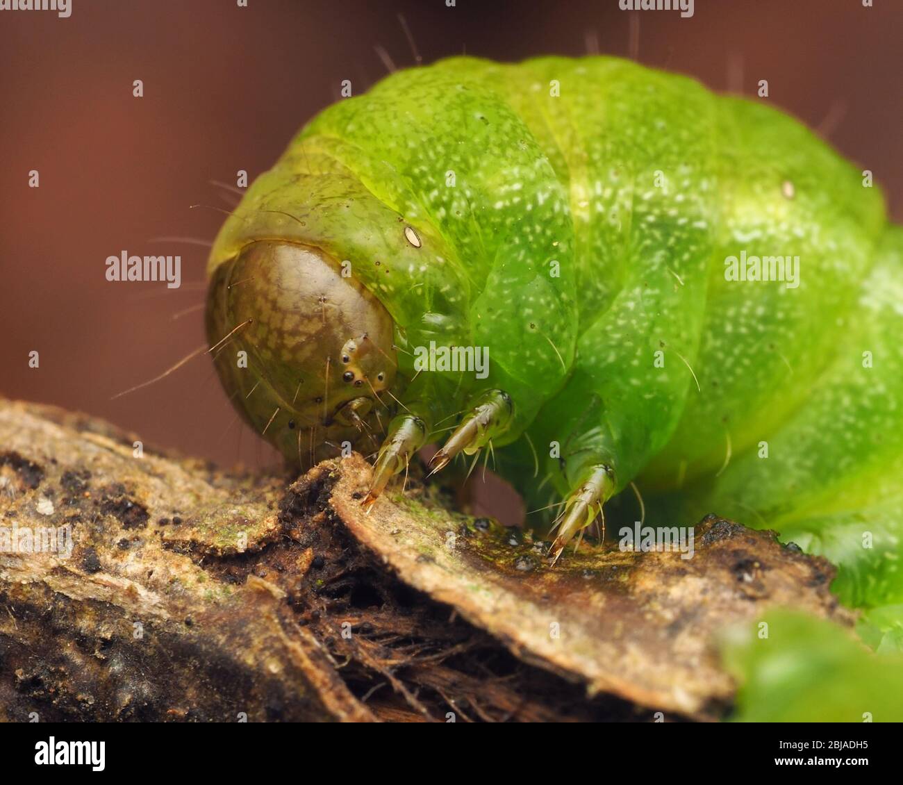 Angle Shades Moth caterpillar (Phlogophora meticulosa) close up ...