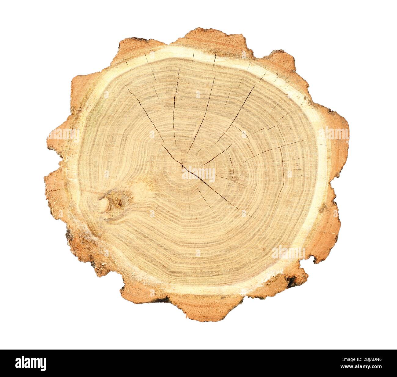 Tree trunk cross section, isolated on white Stock Photo - Alamy