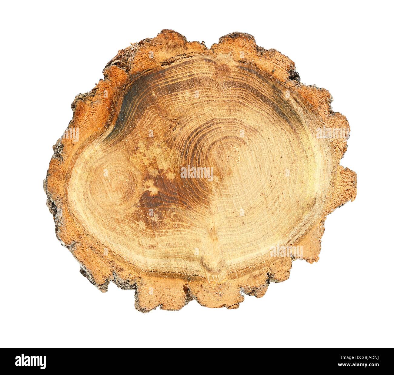 Tree trunk cross section, isolated on white Stock Photo - Alamy