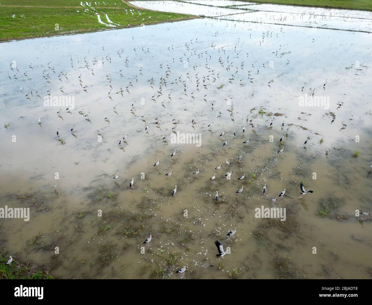 Flooded paddy field hi-res stock photography and images - Alamy