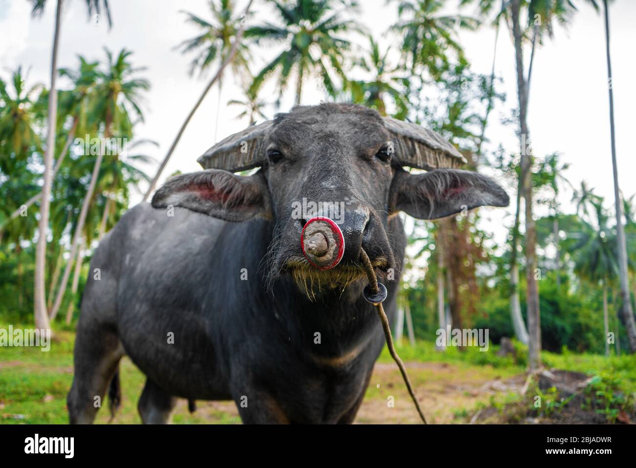 Black buffalo grazes in a meadow in the tropical jungle Stock Photo - Alamy