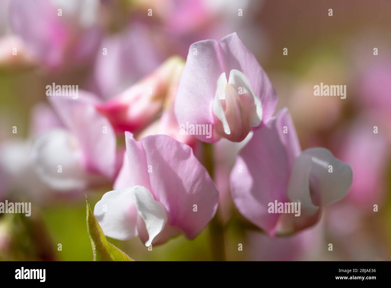 Lathyrus vernus 'Alboroseus' Stock Photo - Alamy