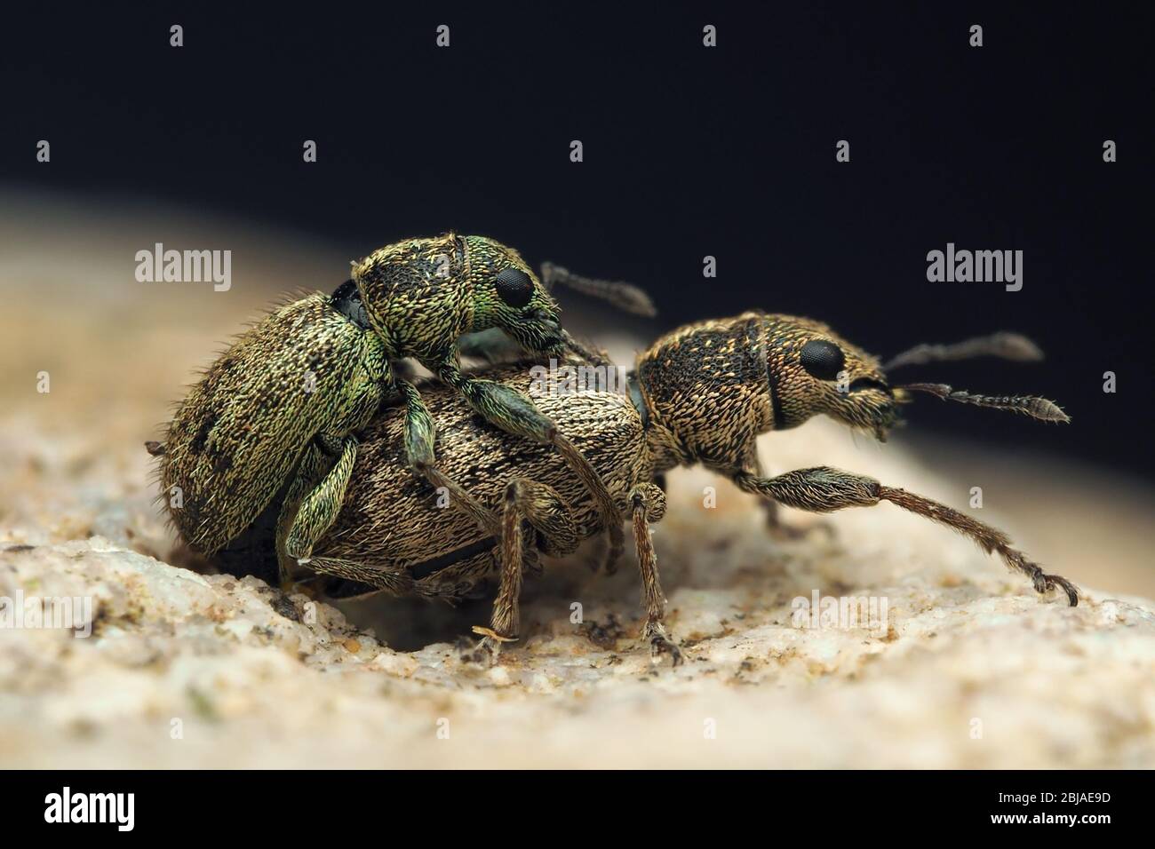 Andrion regensteinense hi-res stock photography and images - Alamy