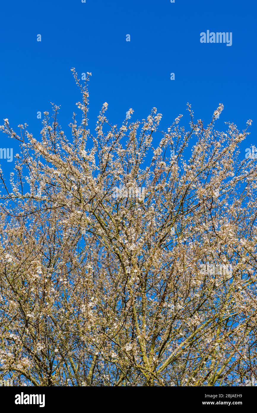 Mirabelle Plum (Prunus domestica) tree in full blossom Stock Photo - Alamy