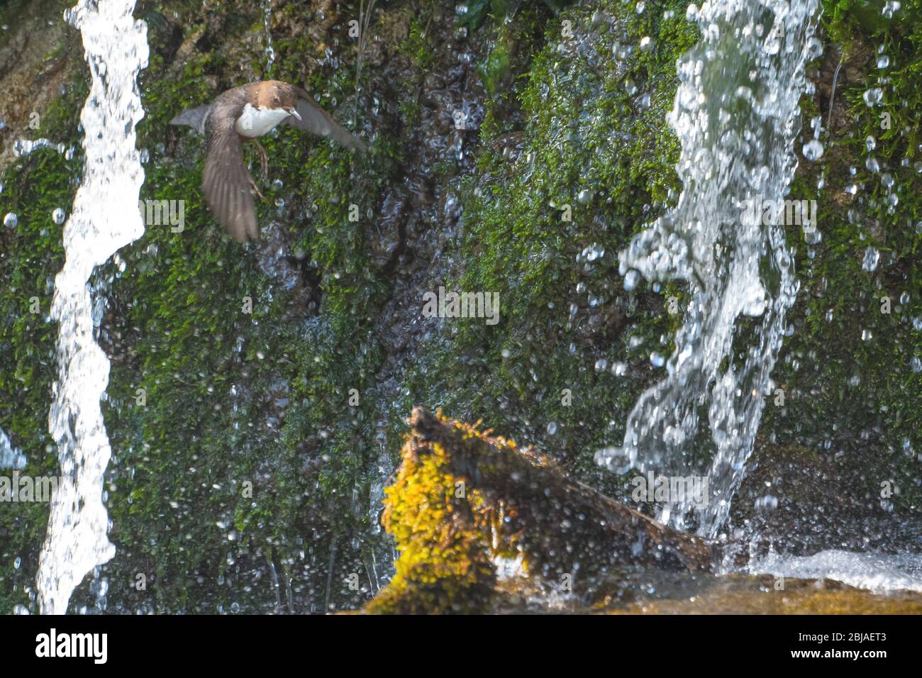 Dipper at nest hi-res stock photography and images - Alamy