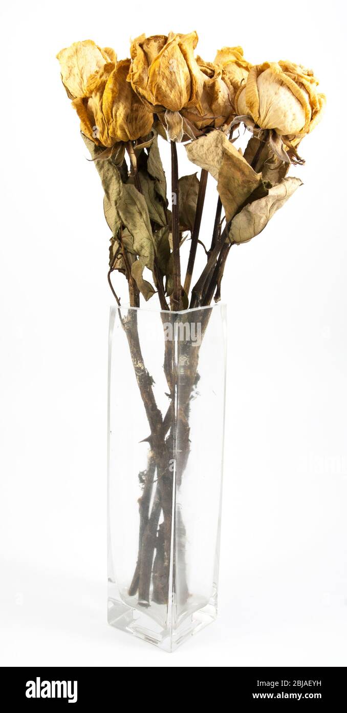 dried rose isolate on white Stock Photo - Alamy