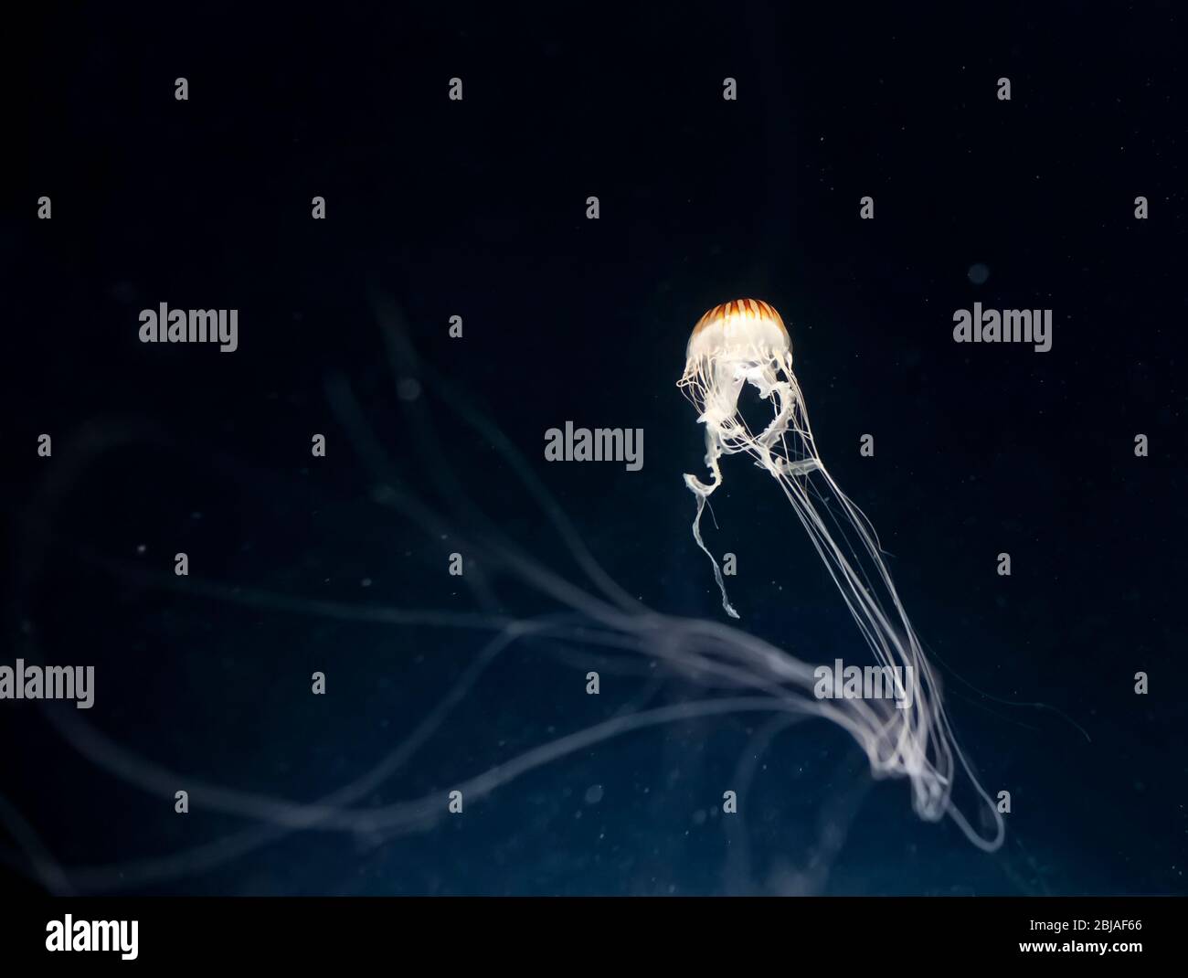 Aquaria hi-res stock photography and images - Alamy