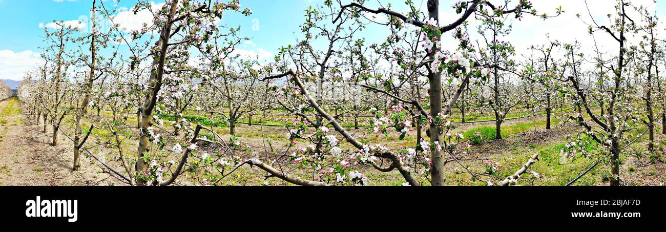 Apple blossoms in an orchard, spring concept, panorama image Stock ...