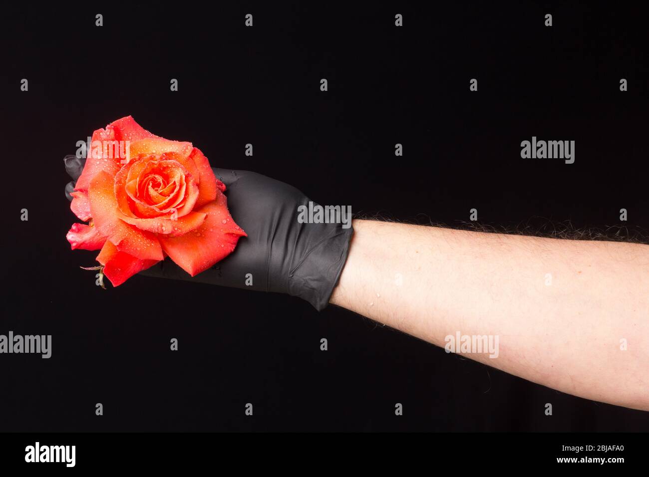 pink rose, flower that symbolizes love, passion, romanticism. Spring ...