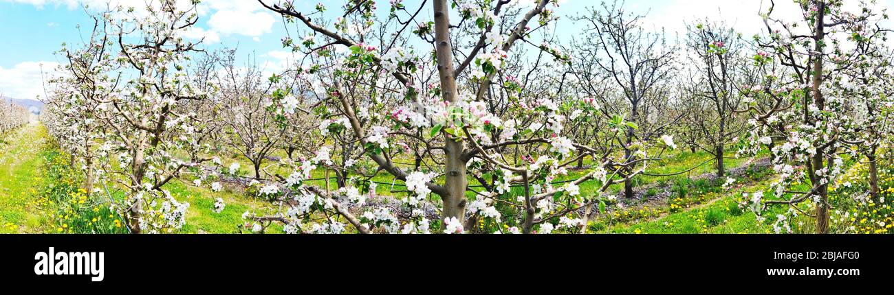 Apple blossoms in an orchard, spring concept, panorama image Stock ...