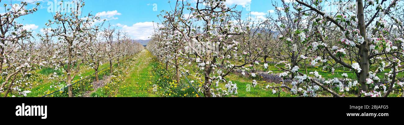 Apple blossoms in an orchard, spring concept, panorama image Stock ...