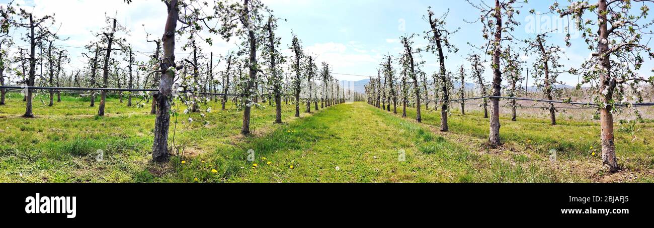 Apple blossoms in an orchard, spring concept, panorama image Stock ...
