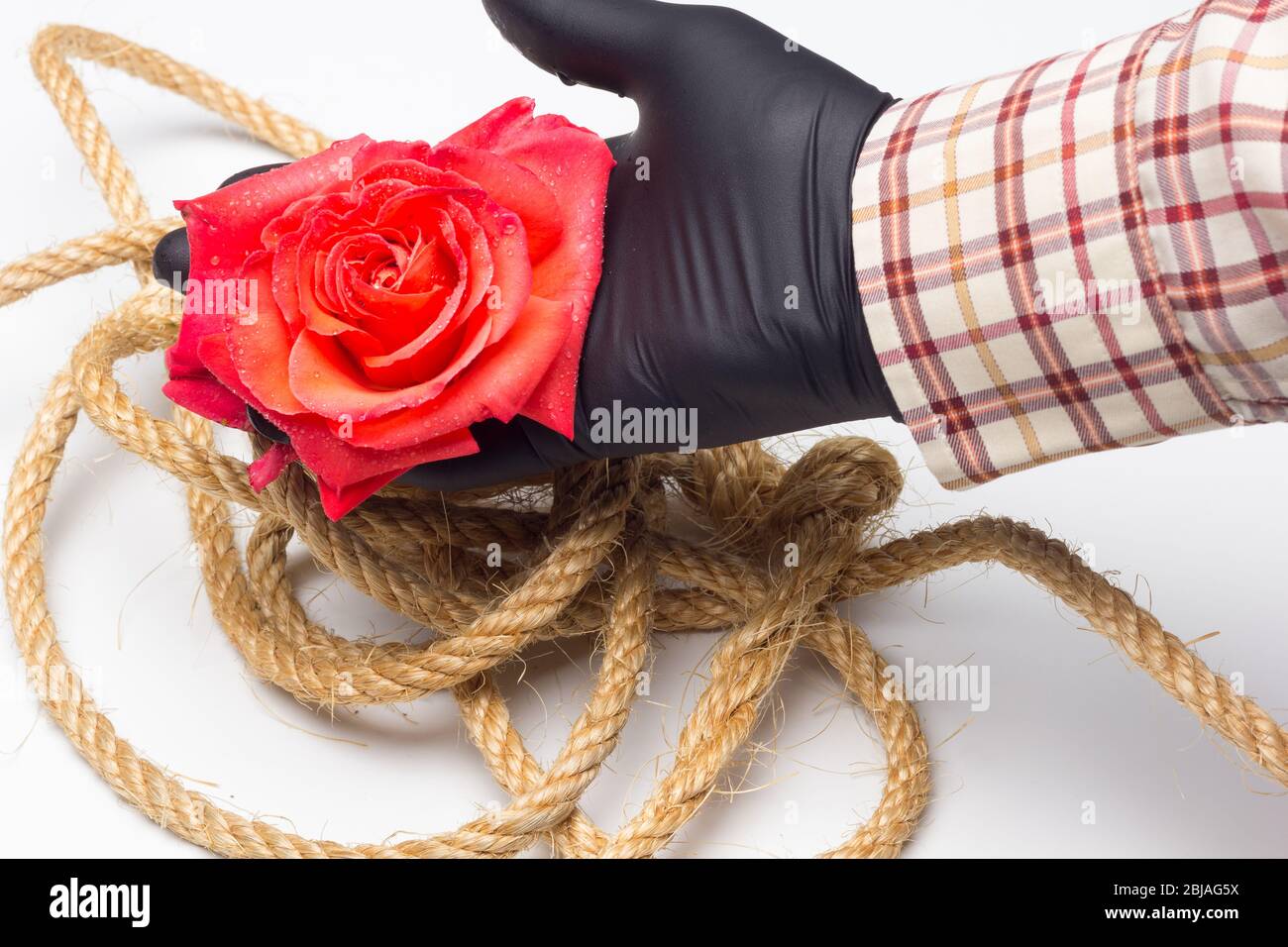 pink rose, flower that symbolizes love, passion, romanticism. Spring ...