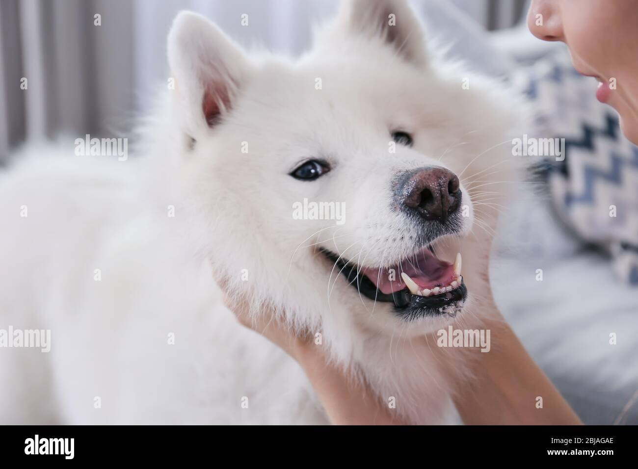 Portrait female samoyed dog hi-res stock photography and images - Alamy