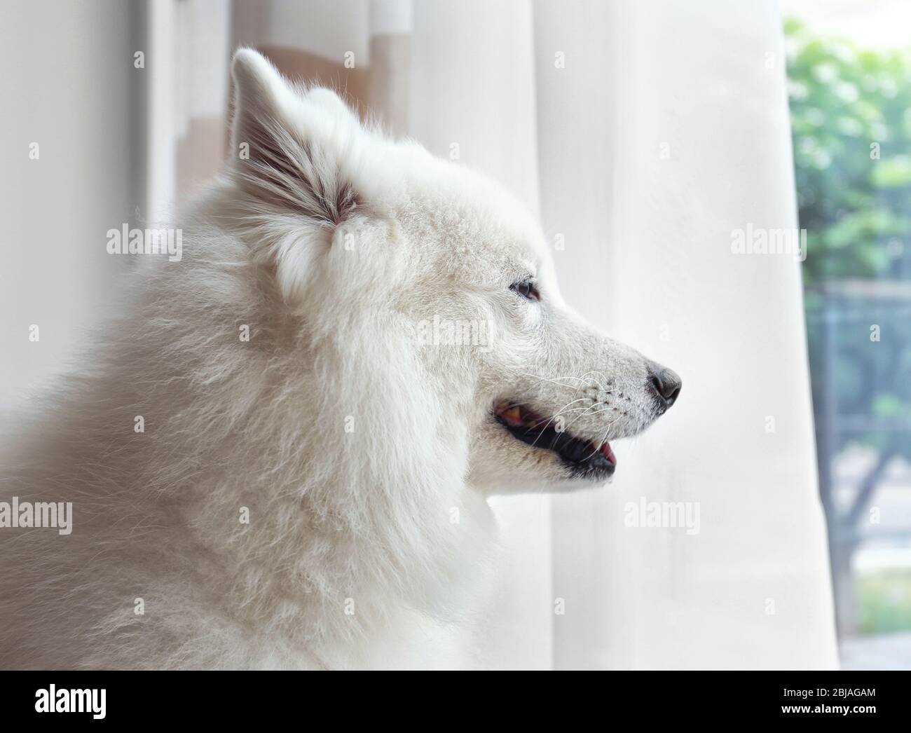 Samoyed dog looking through window Stock Photo - Alamy
