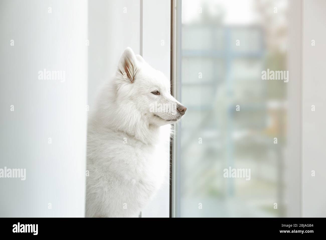 Samoyed dog looking through window Stock Photo - Alamy
