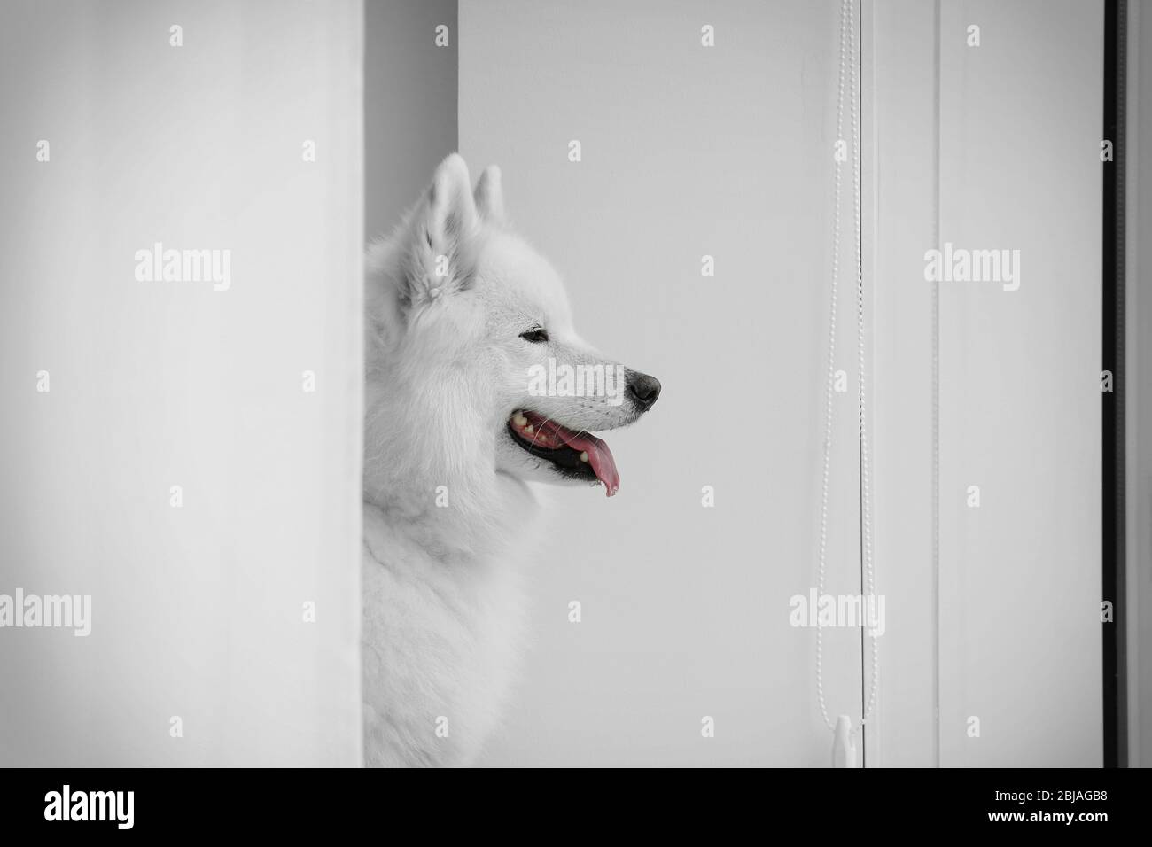 Samoyed dog looking through window Stock Photo - Alamy