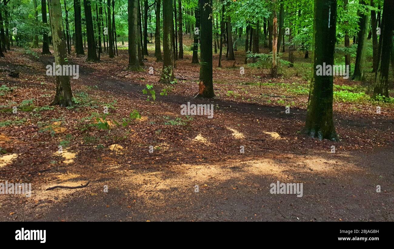 Log in a forest hi-res stock photography and images - Alamy