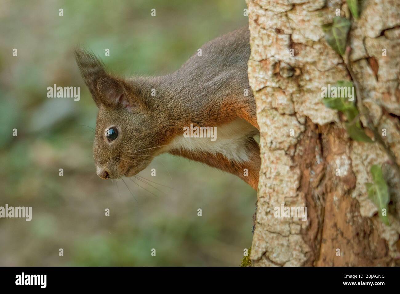 European red squirrel, Eurasian red squirrel (Sciurus vulgaris ...