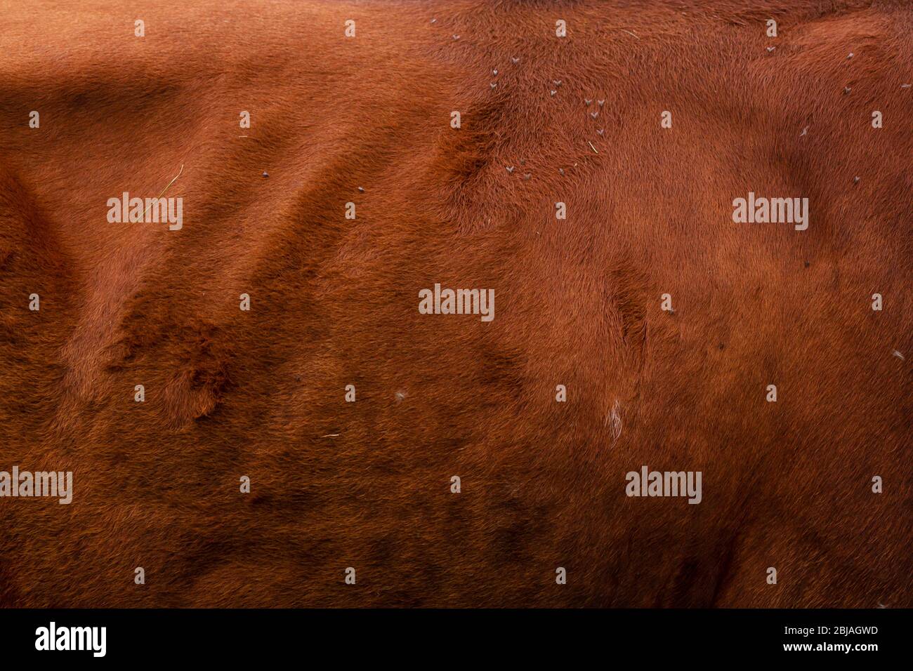 Close-up of a cow skin. Brown cow texture Stock Photo - Alamy