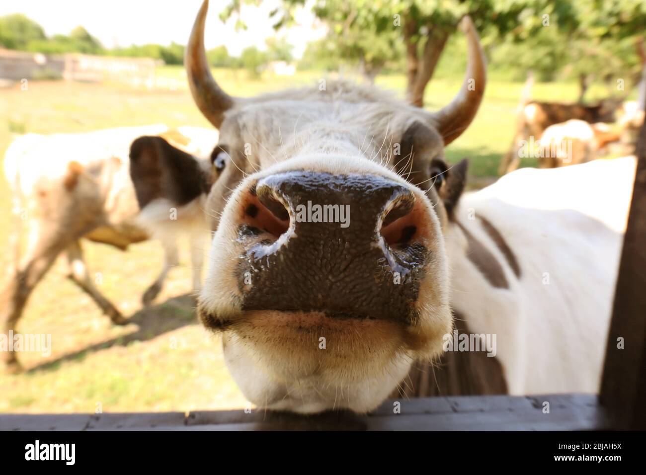 Cow on the farm behind fencing Stock Photo - Alamy