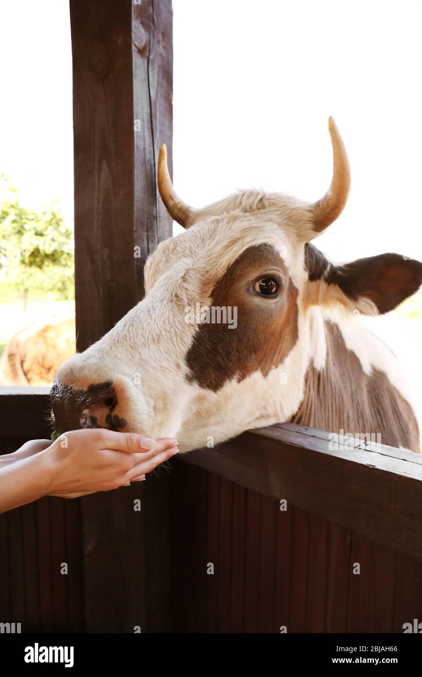 Cow on the farm behind fencing Stock Photo - Alamy