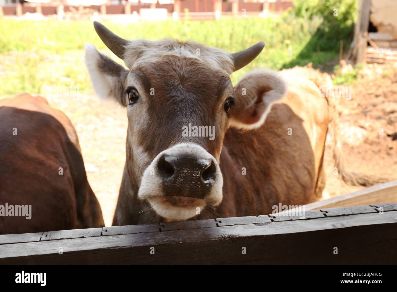 Cow on the farm behind fencing Stock Photo - Alamy
