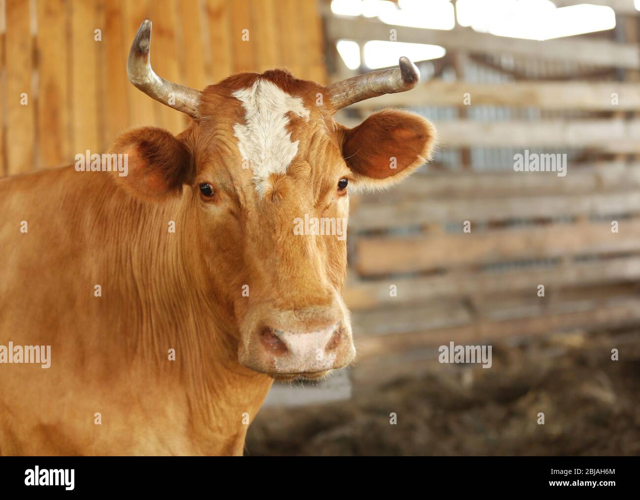 Farm cow on a blurred background Stock Photo - Alamy