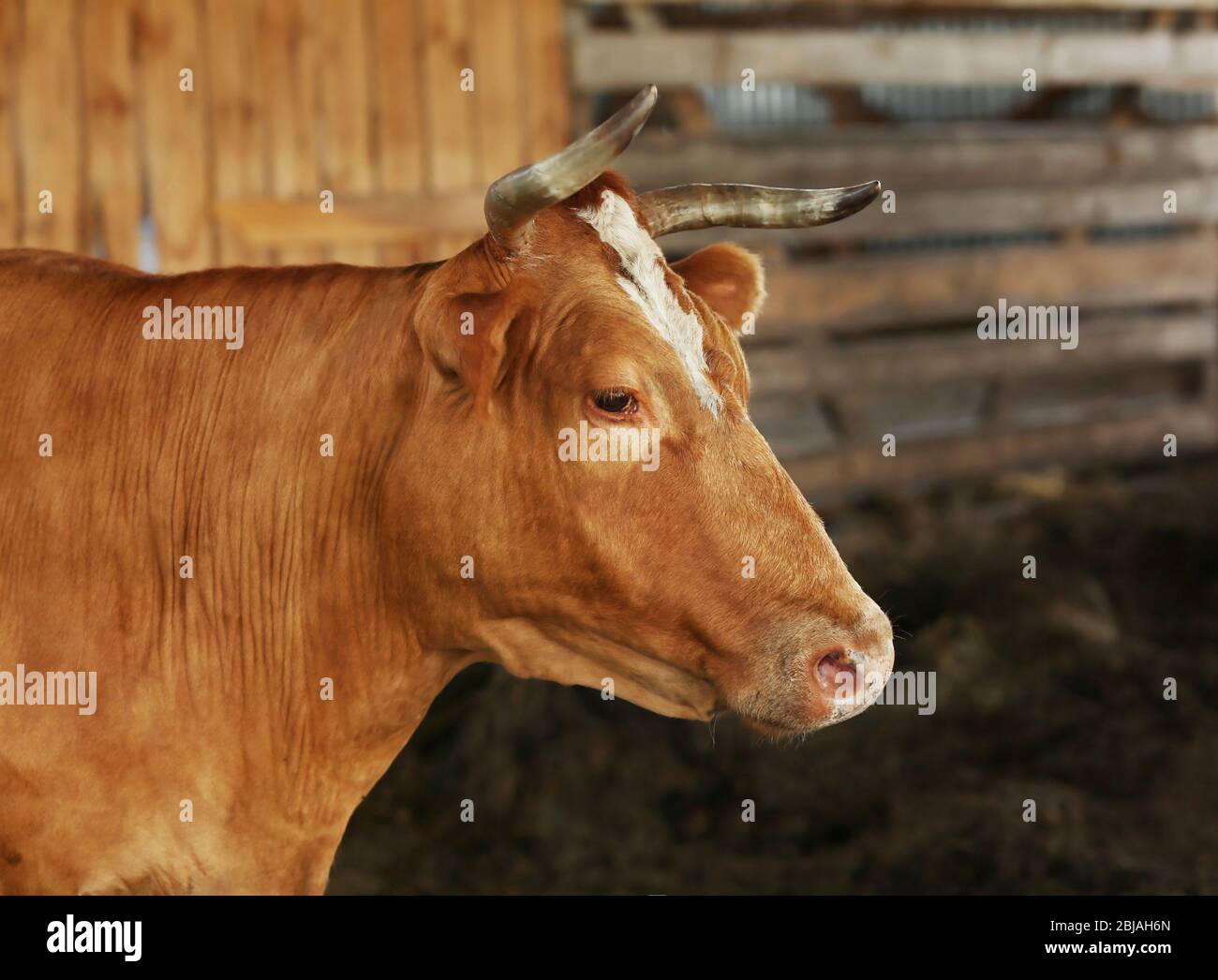 Farm cow on a blurred background Stock Photo - Alamy