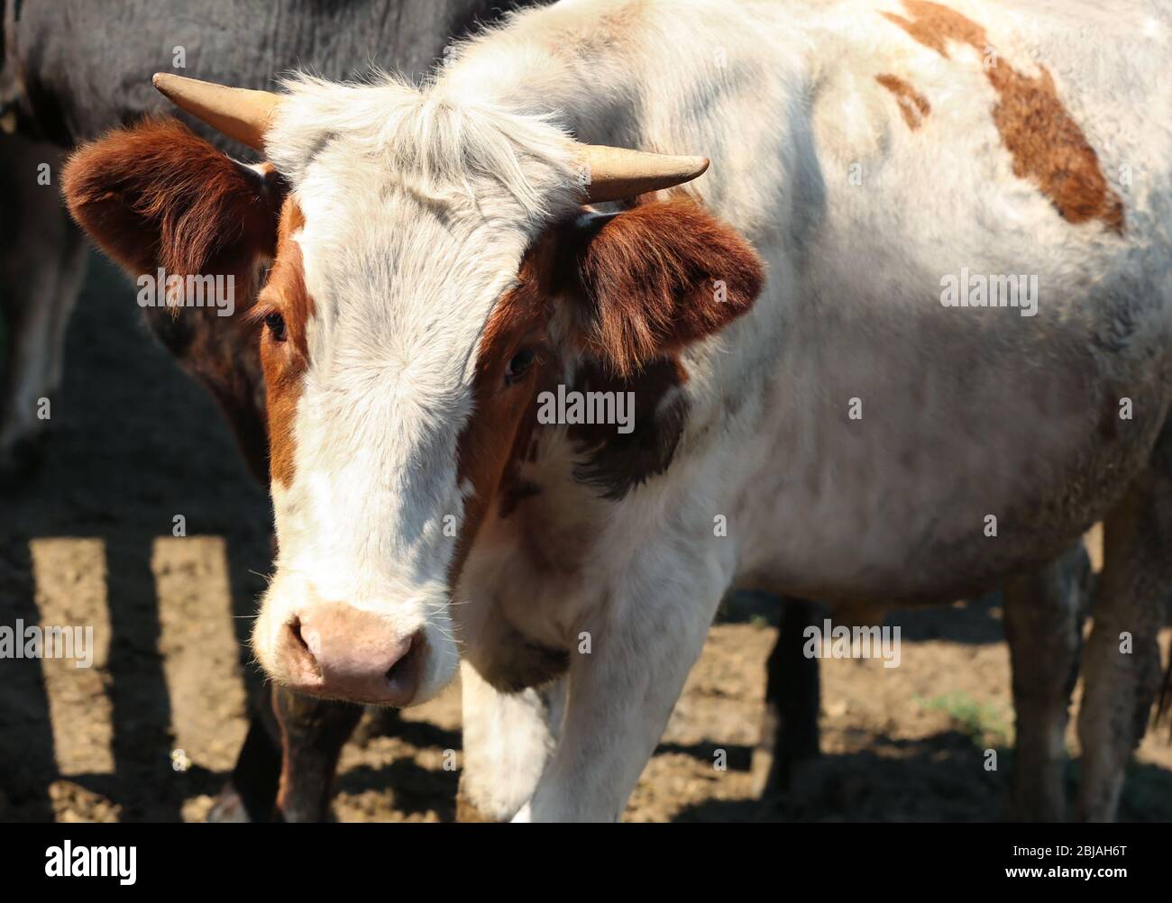 Cow on farm Stock Photo - Alamy