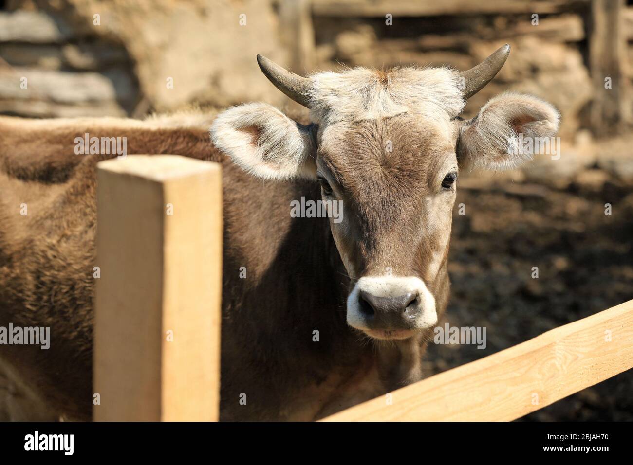 Cow on farm behind fencing Stock Photo - Alamy