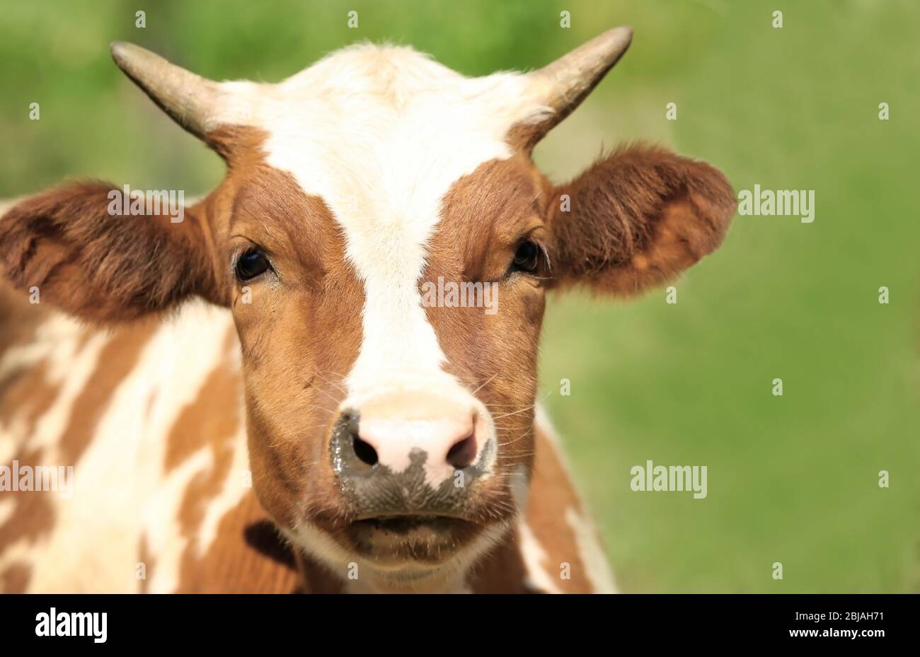 Cow on the farm behind fencing Stock Photo - Alamy