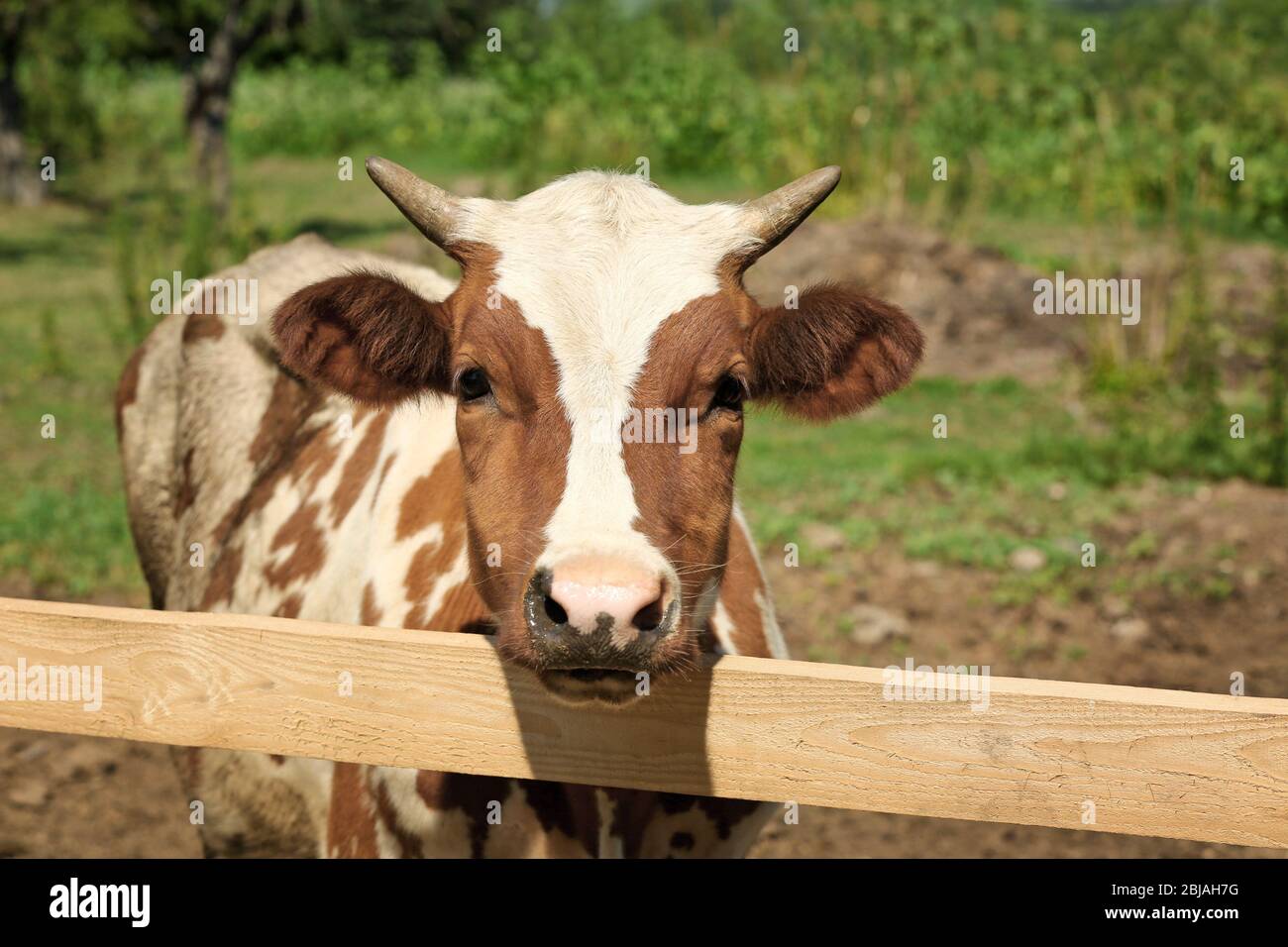 Cow on the farm behind fencing Stock Photo - Alamy
