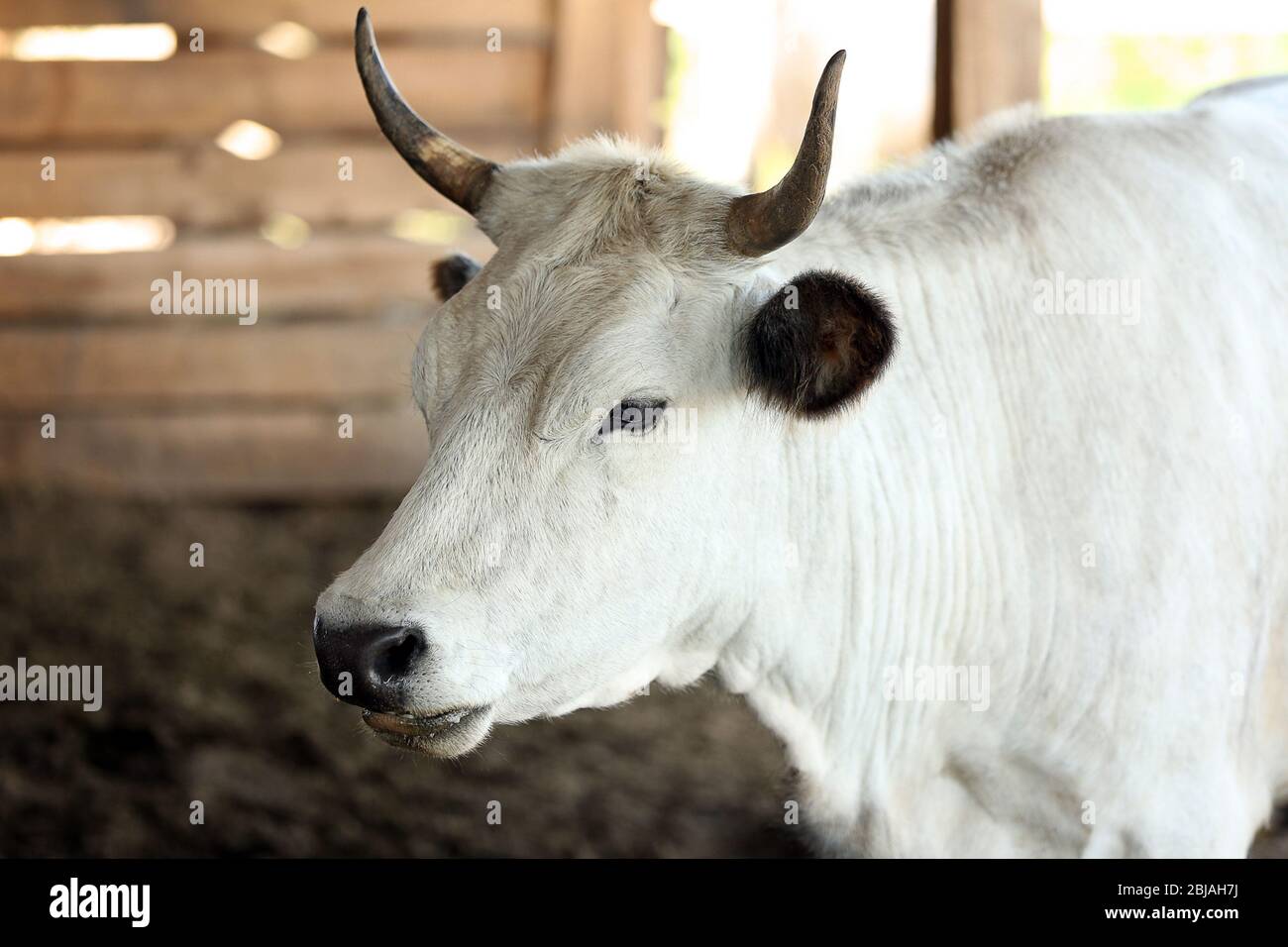 Farm cow on a blurred background Stock Photo - Alamy