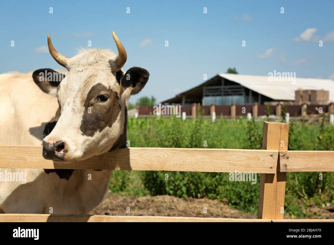 Cow on blurred dairy farm background Stock Photo - Alamy