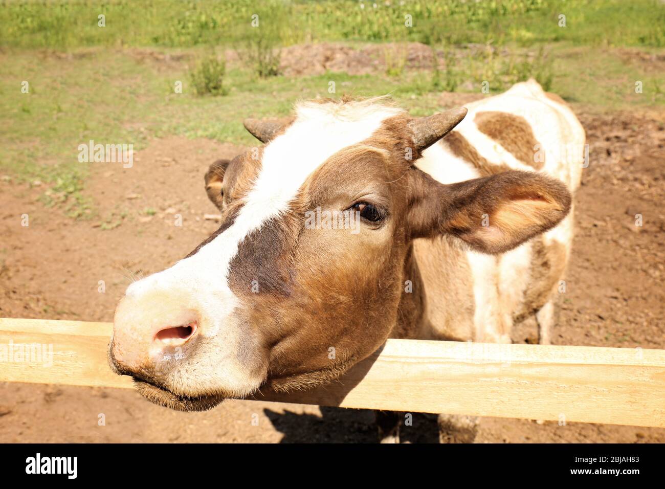 Cow on the farm behind fencing Stock Photo - Alamy