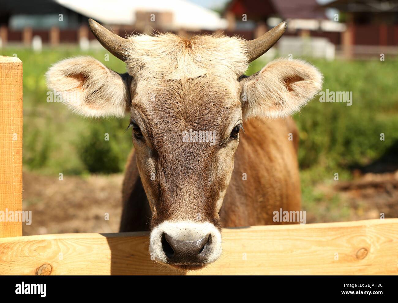 Cow on blurred dairy farm background Stock Photo - Alamy