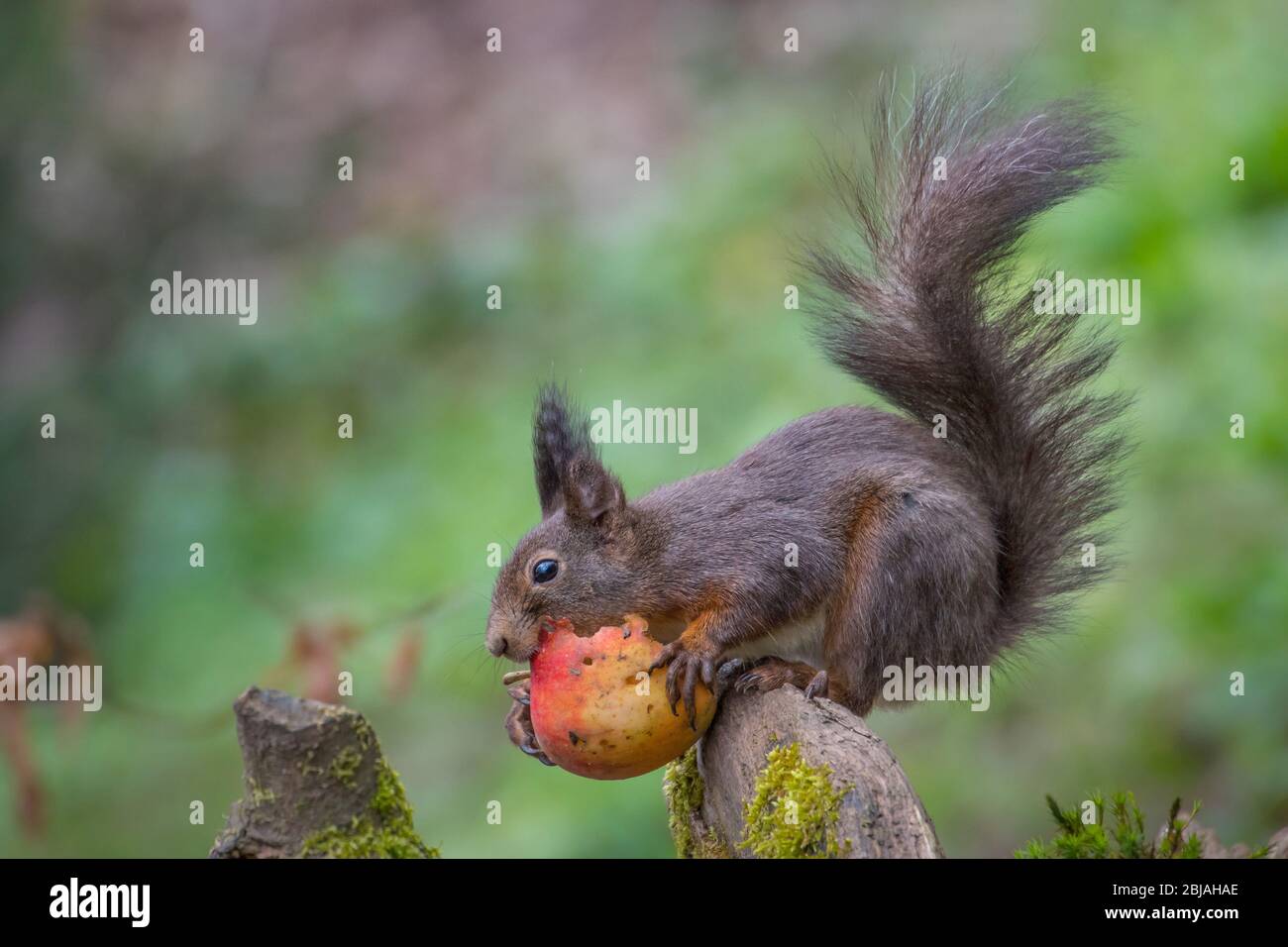 Sits on a root and eats hi-res stock photography and images - Alamy