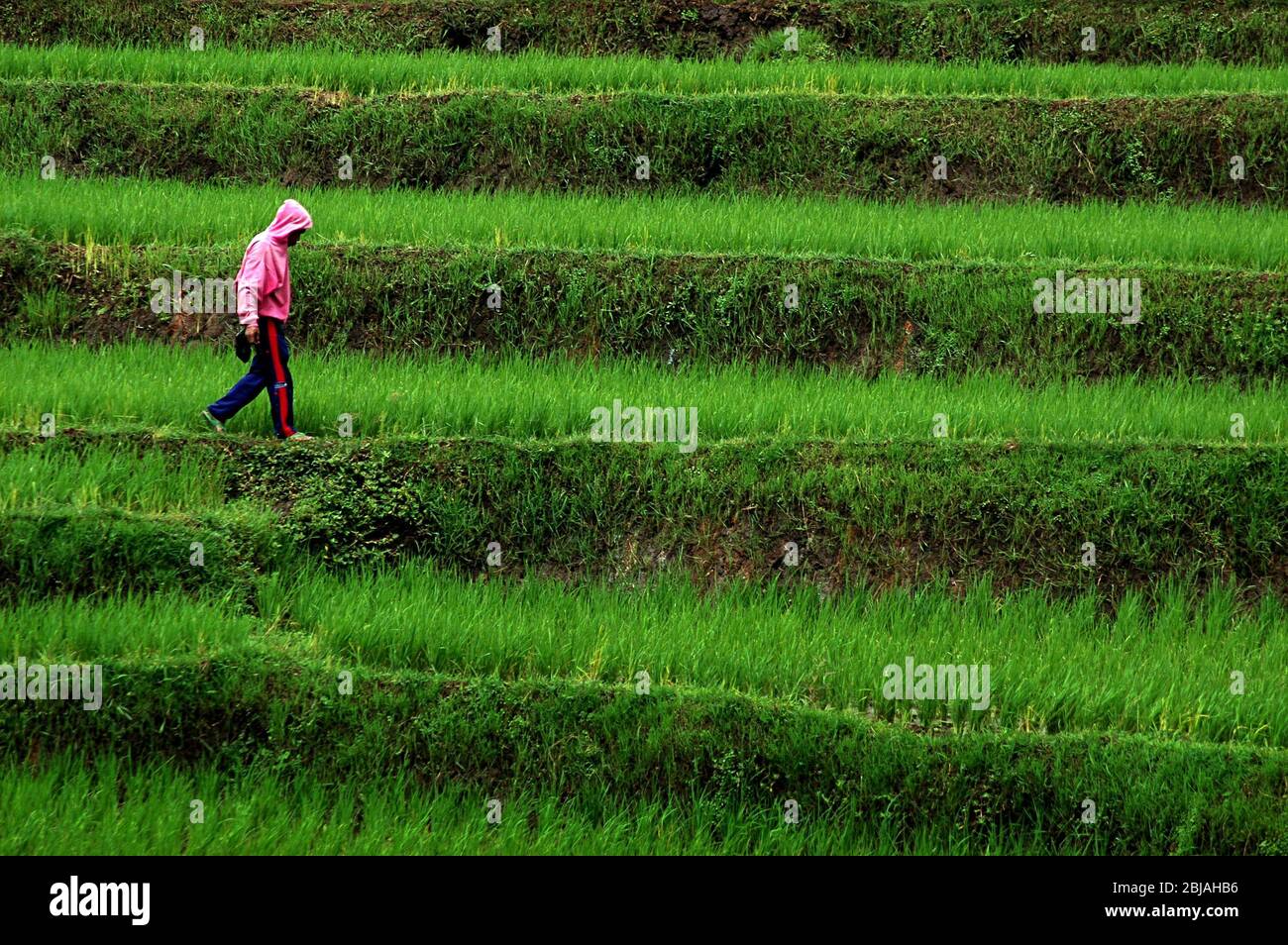 A man wearing raincoat is walking on a terraced paddy field in Bandung ...
