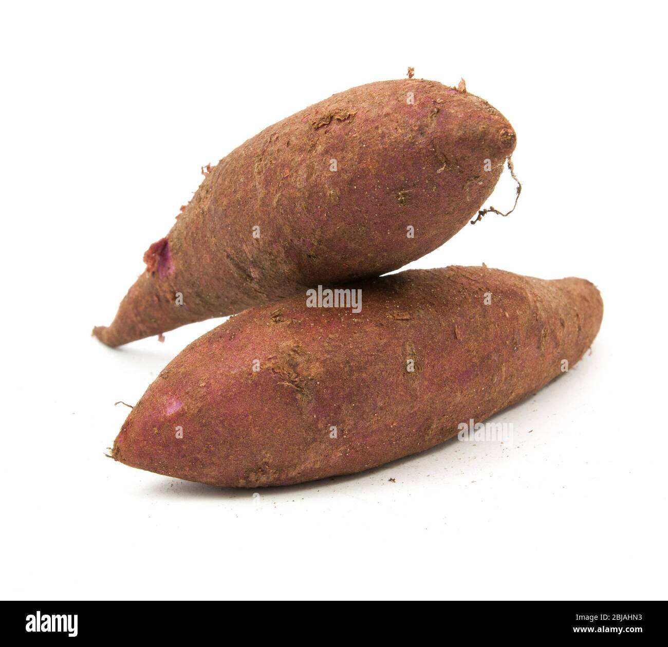 tapioca plants cassava closeup isolated on white background Stock Photo ...