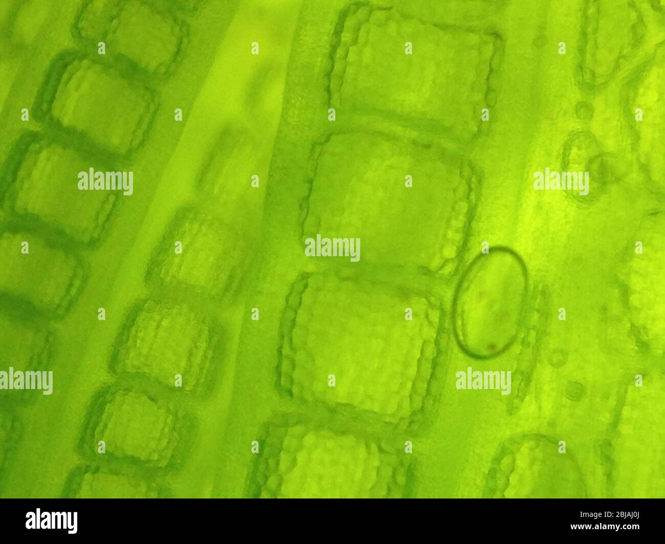 Beautiful cell zoom microorganism hi-res stock photography and images ...