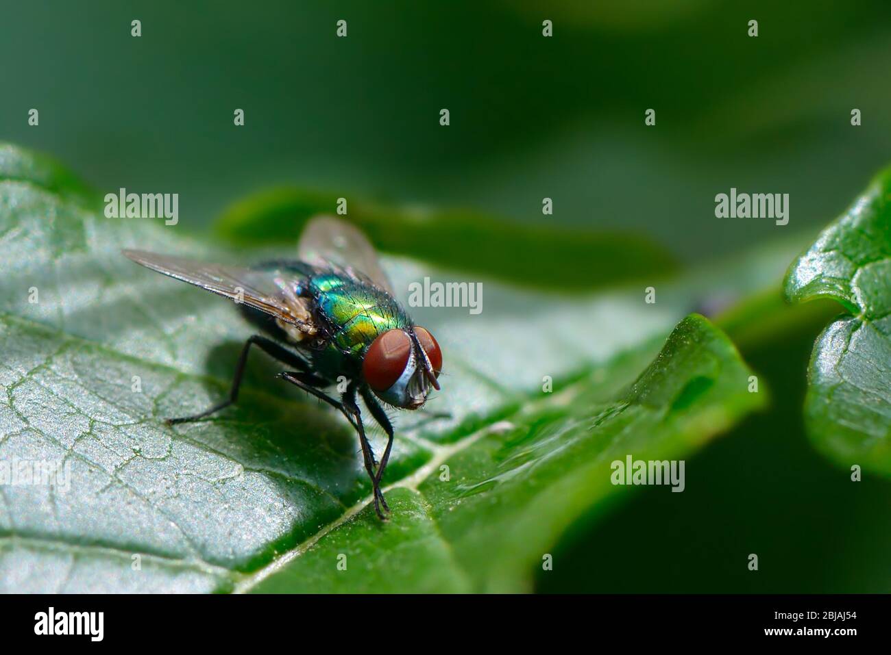 Common fly on green leaf Stock Photo - Alamy