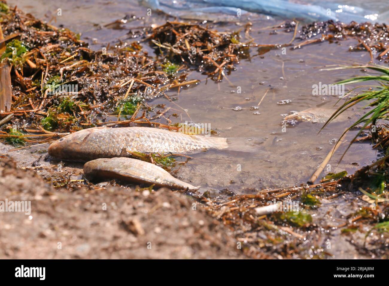 Dead fish on the river coast Stock Photo - Alamy