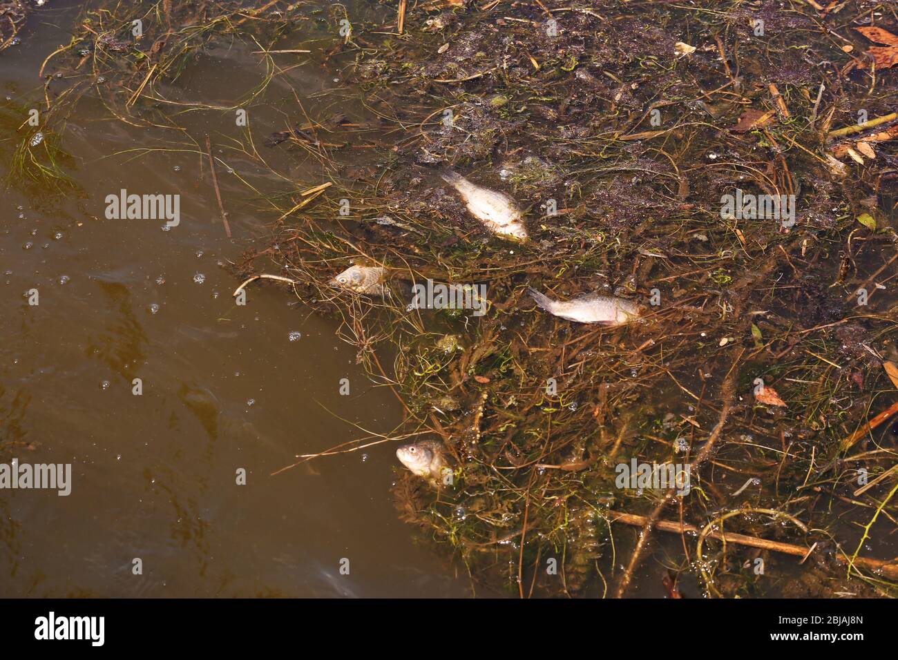 Dead fish on the polluted water Stock Photo - Alamy