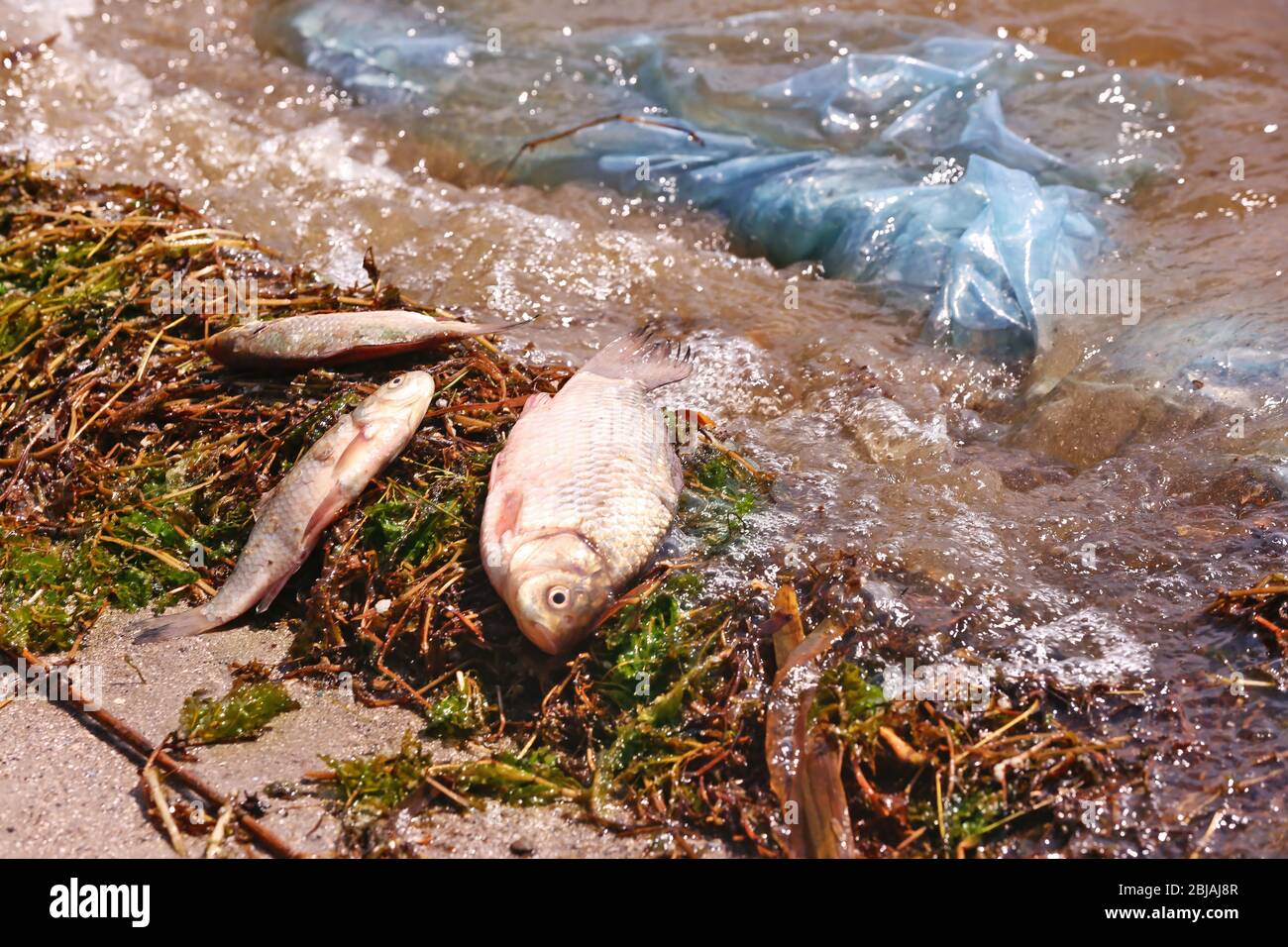 Fish wastes hi-res stock photography and images - Alamy