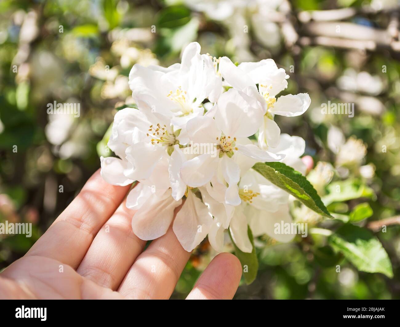 Quince orchard quince trees hi-res stock photography and images - Alamy