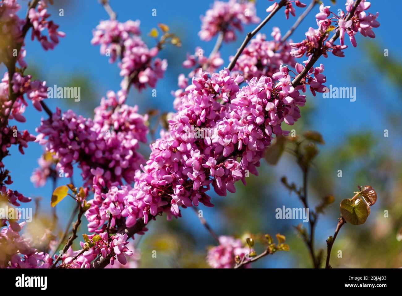 Flowering branches of redbud tree also known as Cercis against blue sky ...